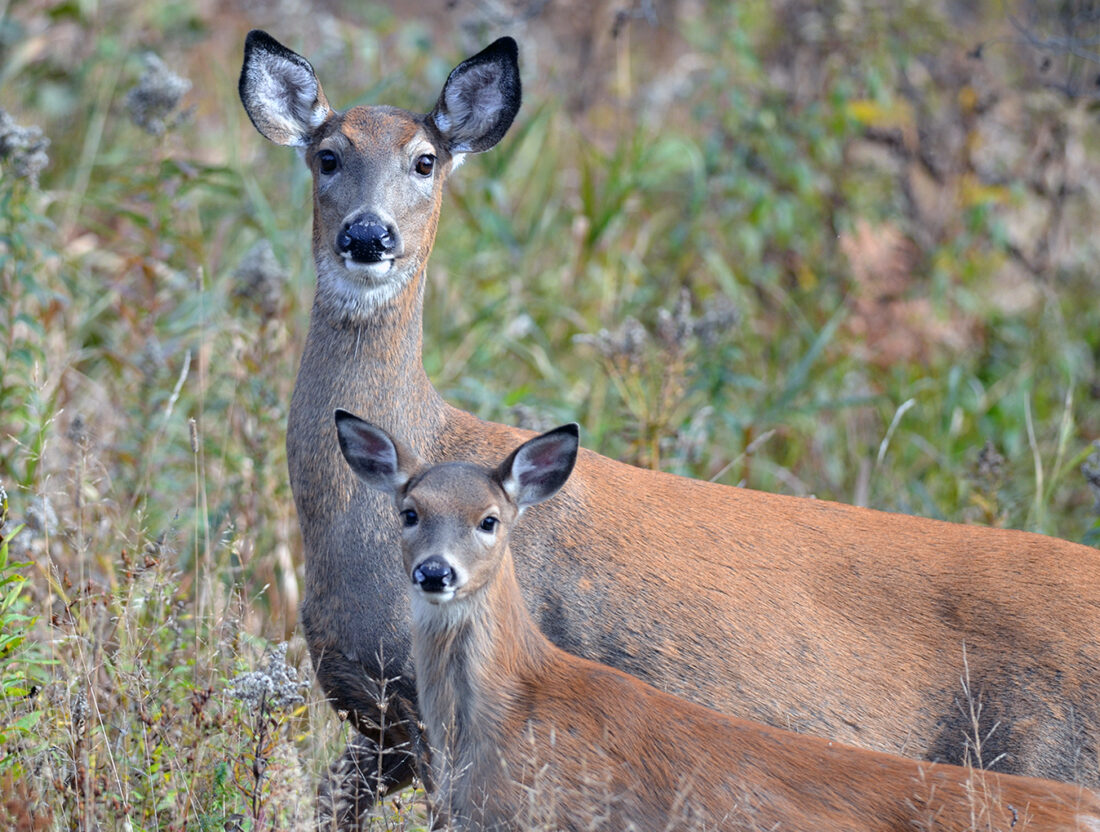 Deer habitat grants awarded for UP projects | News, Sports, Jobs - The ...